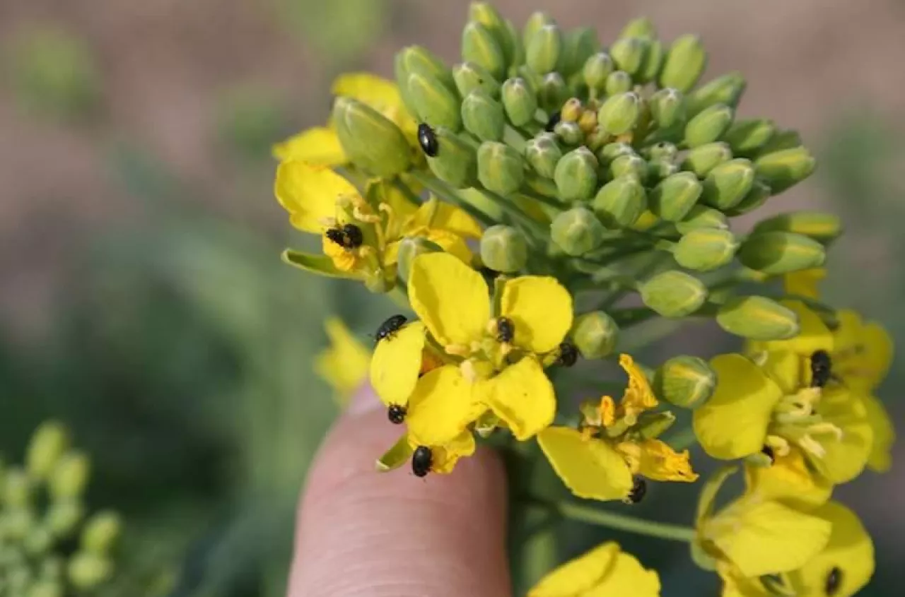 Los Ovados na szkodniki