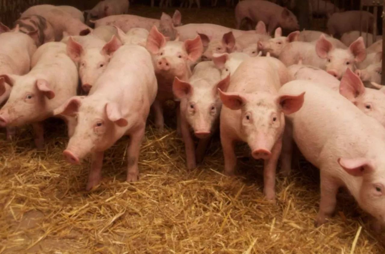 Warchlak po 400 zł!