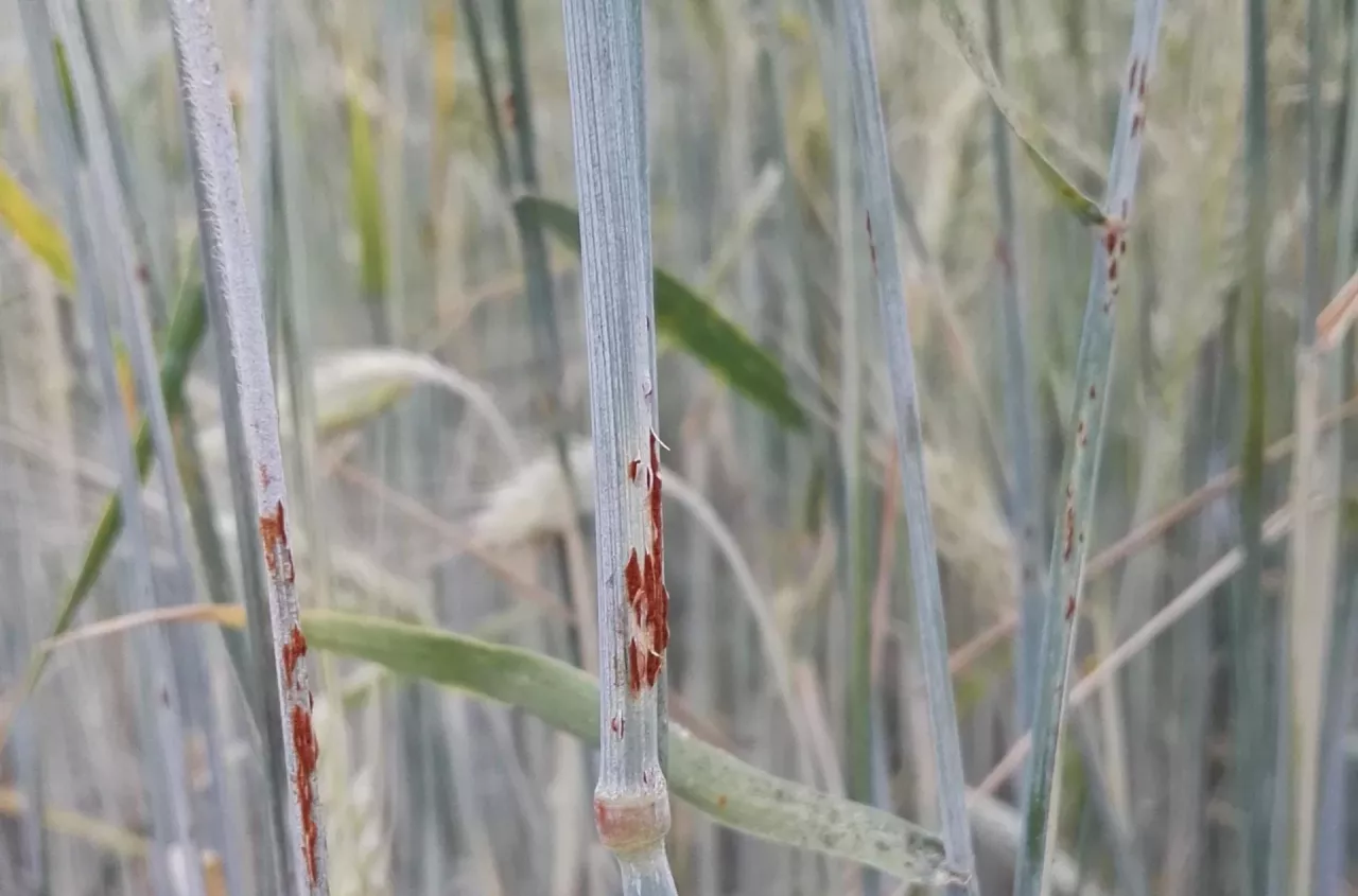 Rdza źdźbłowa powraca – czym ją zwalczać?