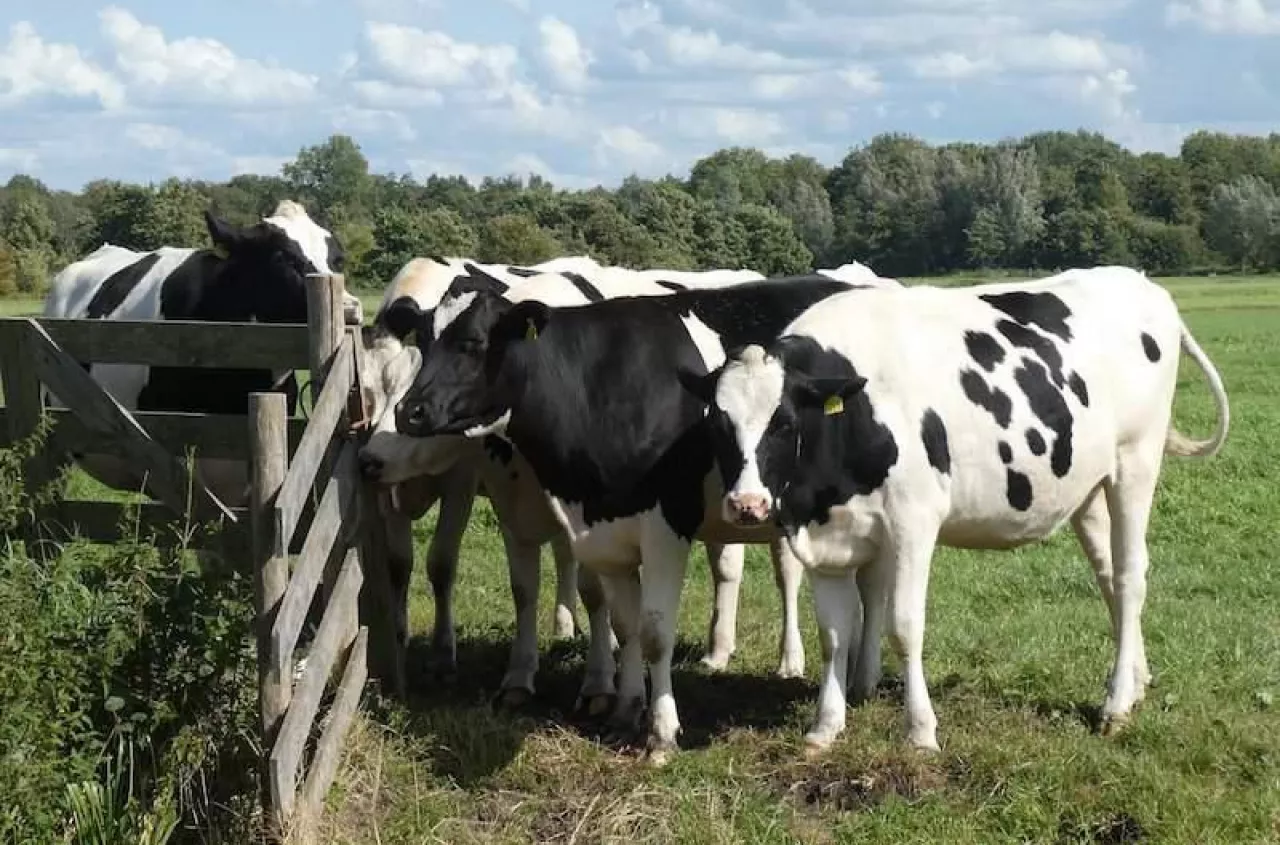 Szczęśliwe krowy z Deszczna znowu na gigancie