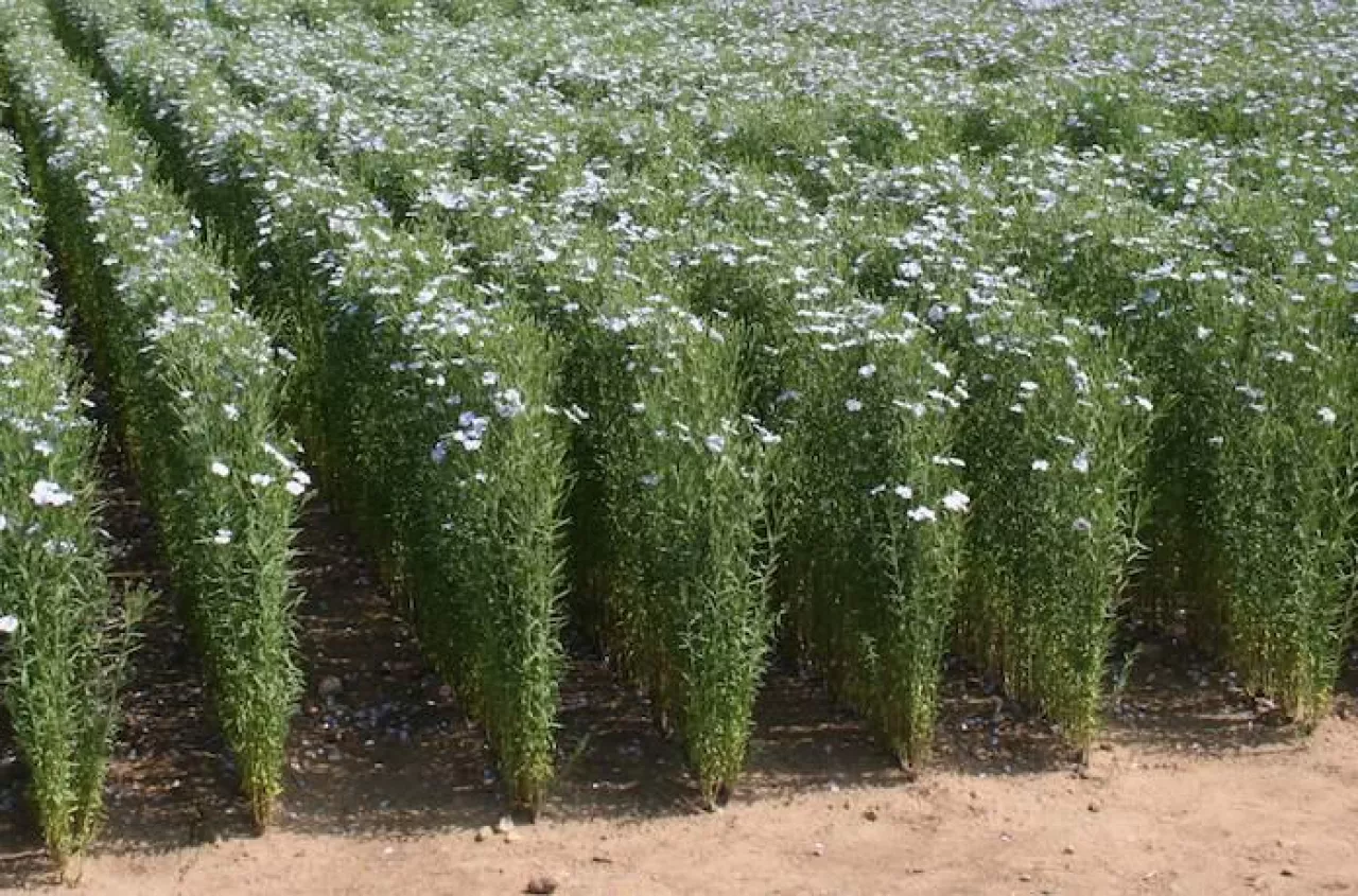 Agrotechnika lnu oleistego