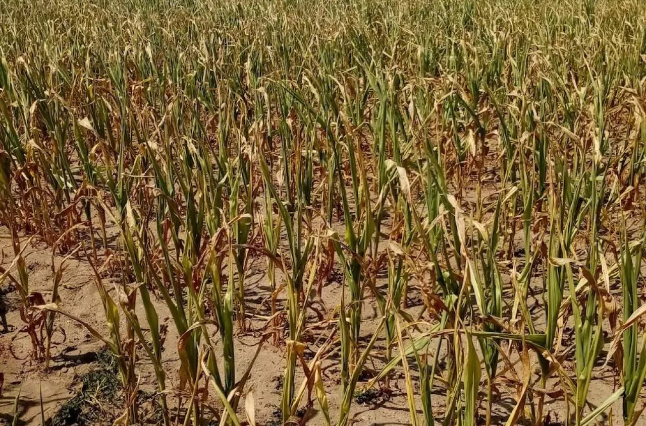 Rośnie deficyt wody w glebie i skala suszy rolniczej