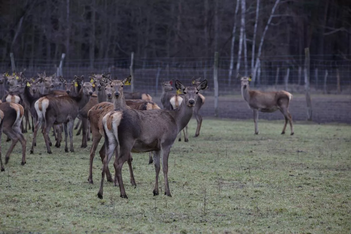 Jak zarobić na hodowli jeleni szlachetnych? Jedyna ubojnia ...