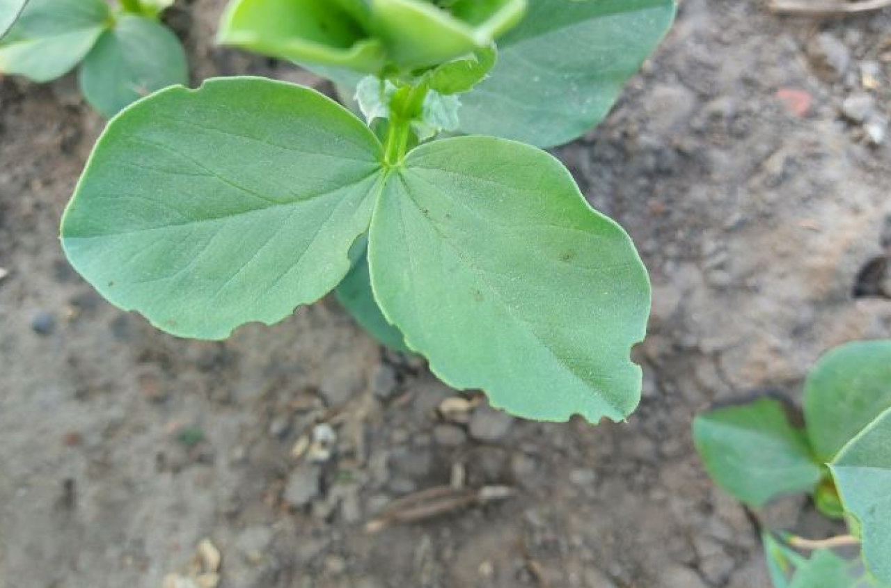 Kiedy najlepiej siać bobik?