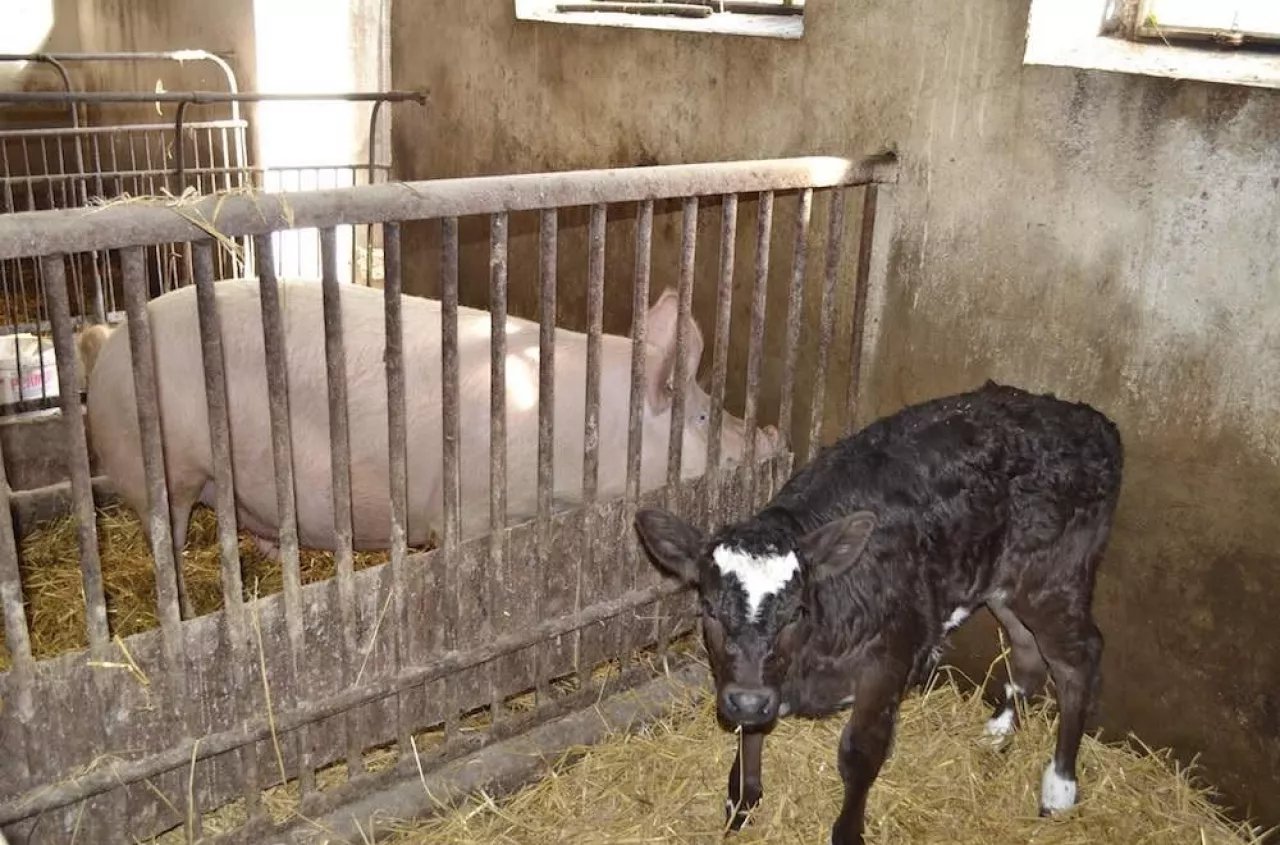 Zmniejszenie wymagań bioasekuracji dla małych gospodarstw. Nie ...