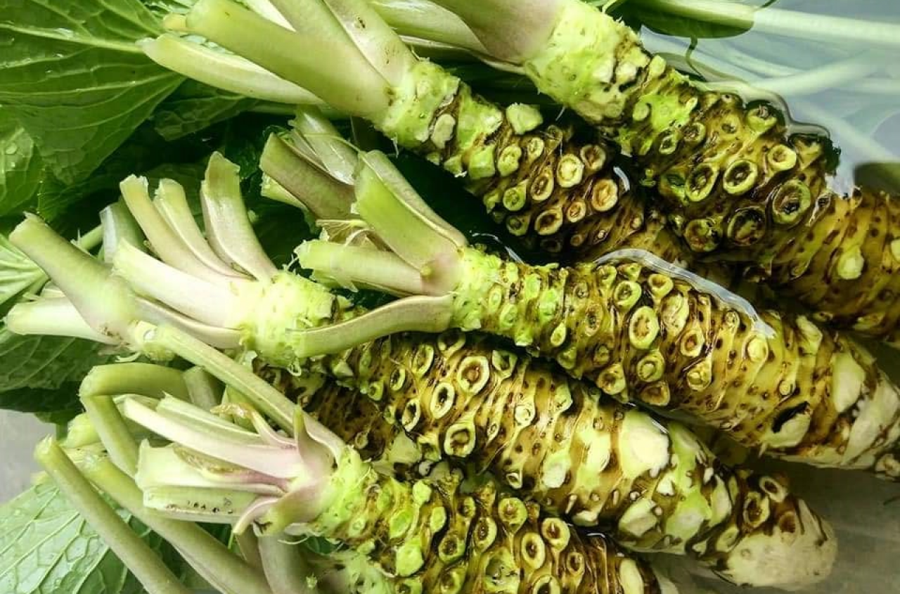 Czy wasabi da się uprawiać w Polsce? Mała Japonia pod Radomiem