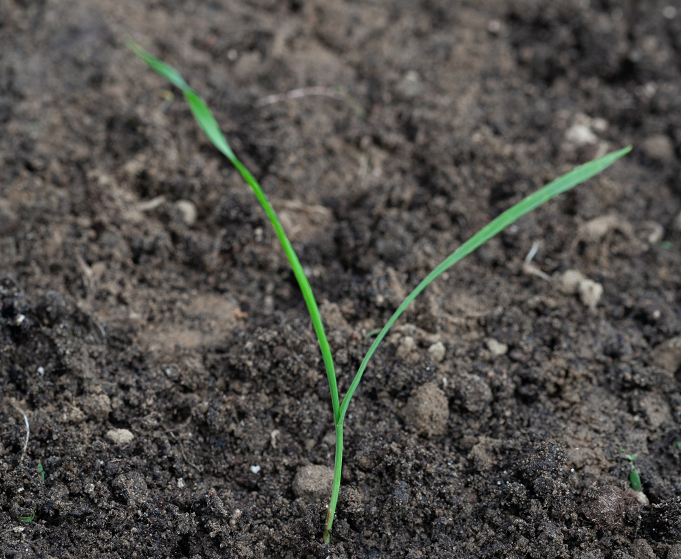 Perz właściwy - jak rozpoznać? Charakterystyka siewki