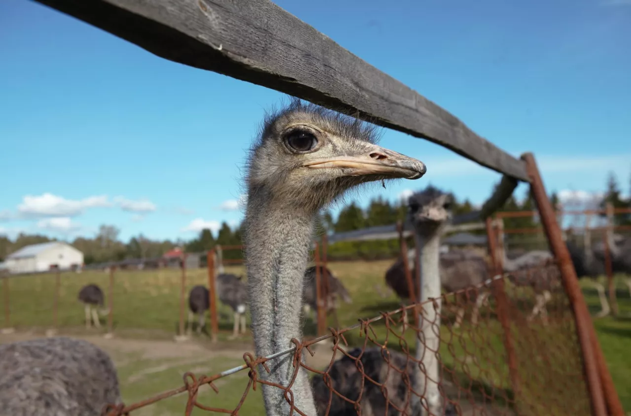 Hodowla strusi - jak to robić w Polsce?