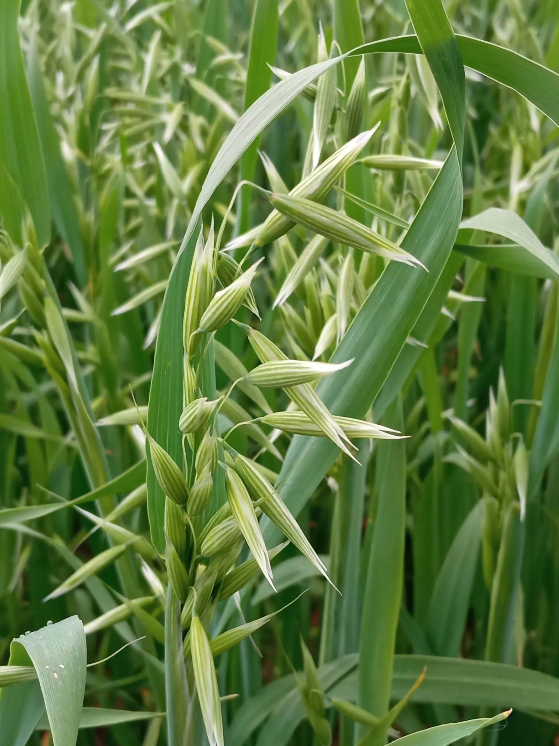 Odpowiedni dobór odmian owsa, potwierdzony badaniami PDO