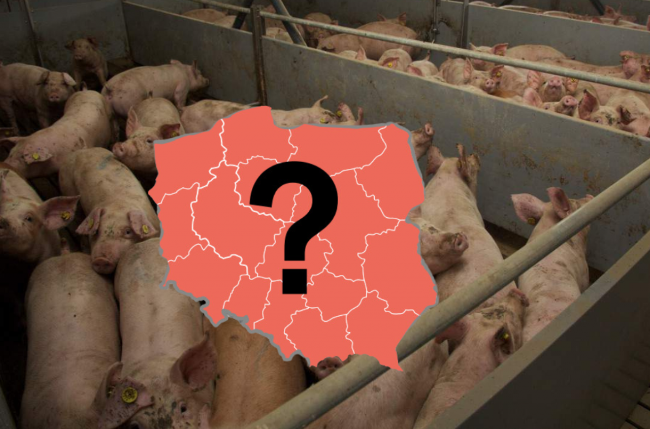 Polska 10 lat z ASF. Co się zmieniło? Jak wygląda obraz po burzy?