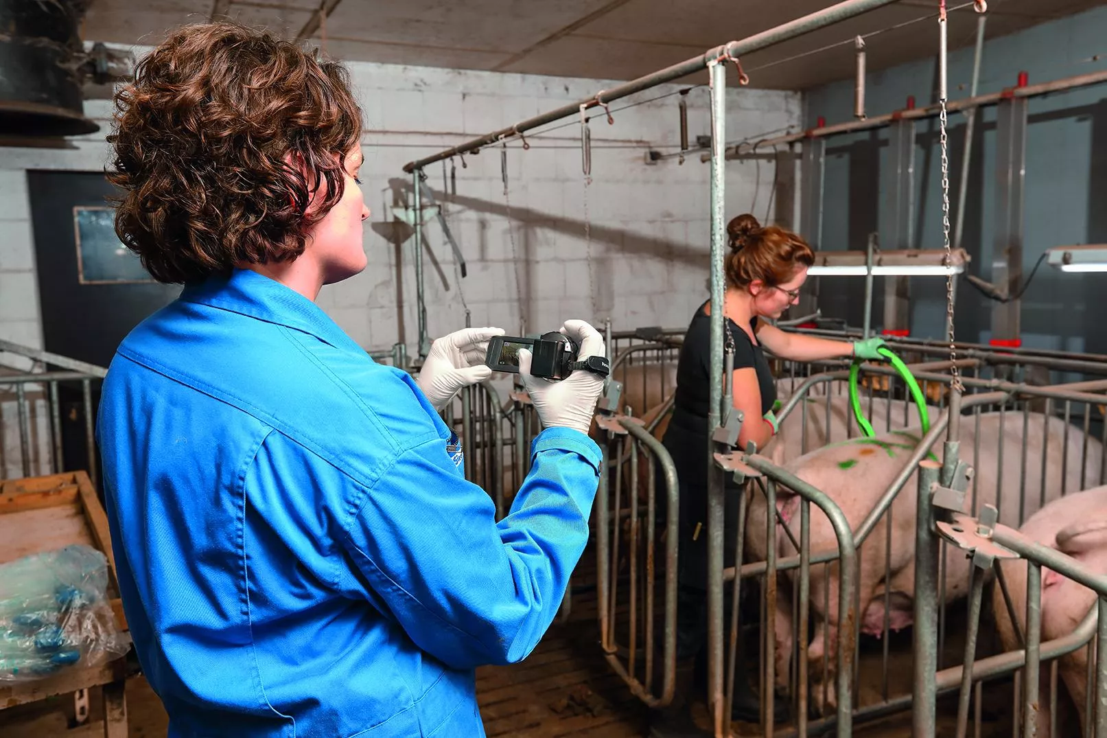 Krycie loch przy użyciu USG: skuteczna inseminacja i większy miot