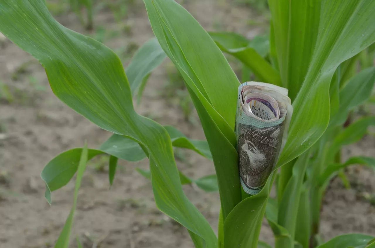 Dopłaty bezpośrednie 2024: co jest obowiązkowe, a co dobrowolne? Jakie ...