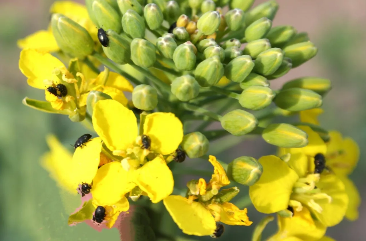 Zwalczanie słodyszka - co na oprysk?