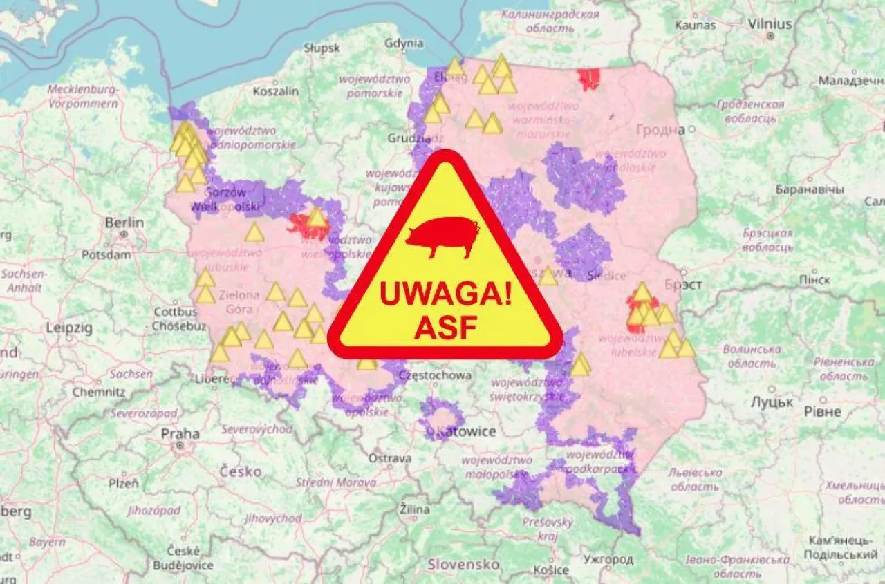 ASF: wirus szaleje w chlewniach, już 9 ognisk ASF!