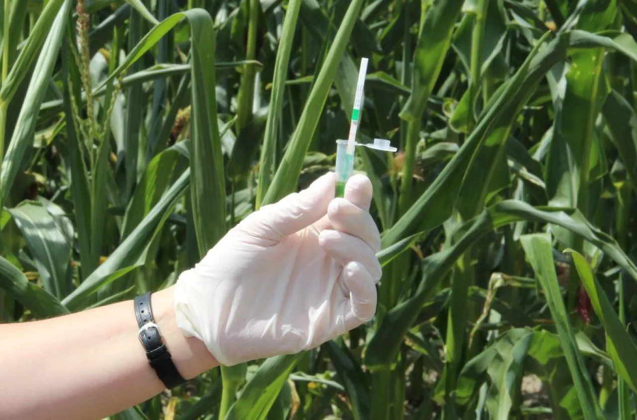 Kontrole GMO w Polsce – co sprawdzał PIORiN?