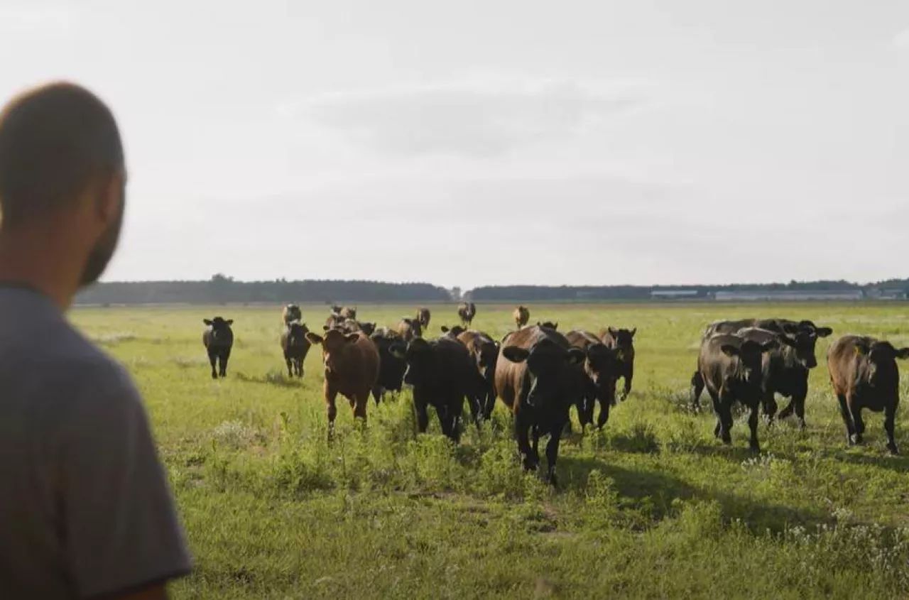 AG Hodowla Spółdzielnia: Aberdeen Angus w Wielkopolsce [odc.1]