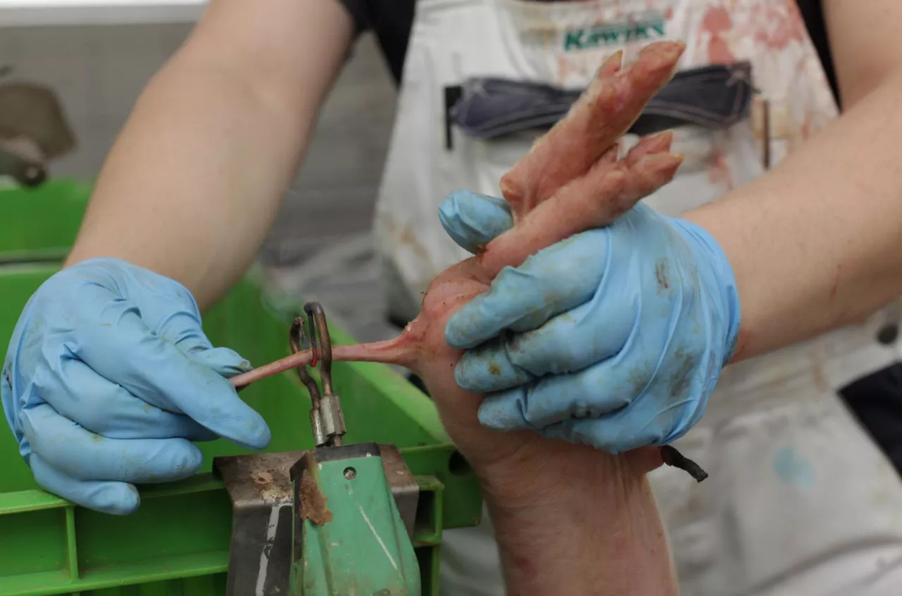 Kontrowersyjna kurtyzacja: wprowadzono podatek za obcinanie ogonków u ...