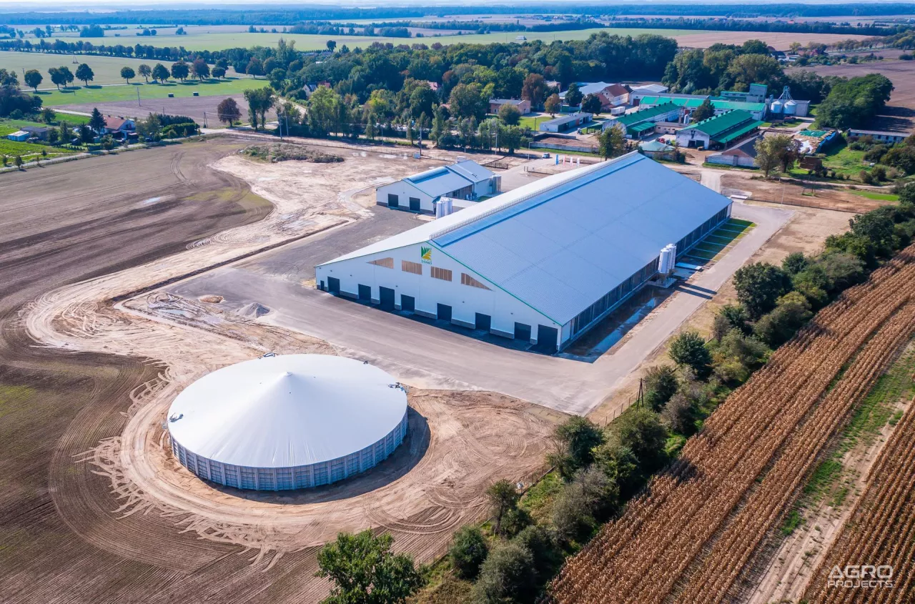 Zasiedlenie nowej obory: jak przeprowadzić i przyzwyczaić krowy krok po ...