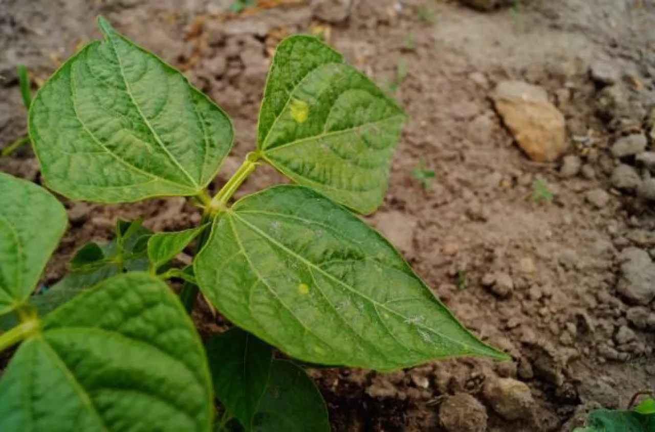 Jak zwiększyć wydajność fotosyntezy?