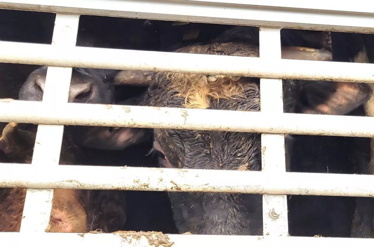 Eksport zwierząt pod ścisłą kontrolą? Niemcy chcą nowych regulacji