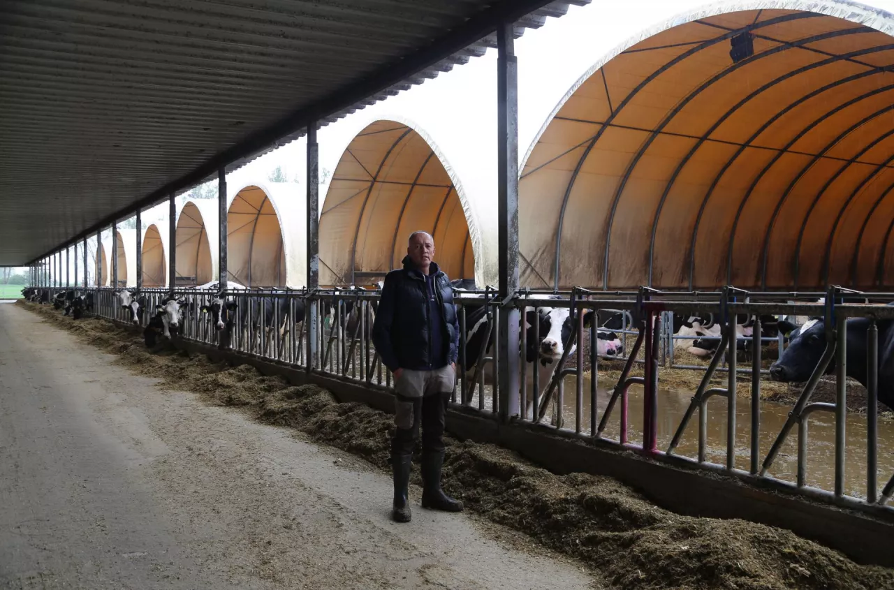 960 krów w doju i 14,4 tys. kg mleka. Hale tunelowe pomagają utrzymać wynik